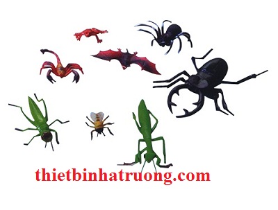Bộ côn trùng